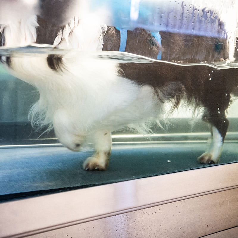 Canine Hydrotherapy | North Macomb Canine Rehabilitation and Conditioning