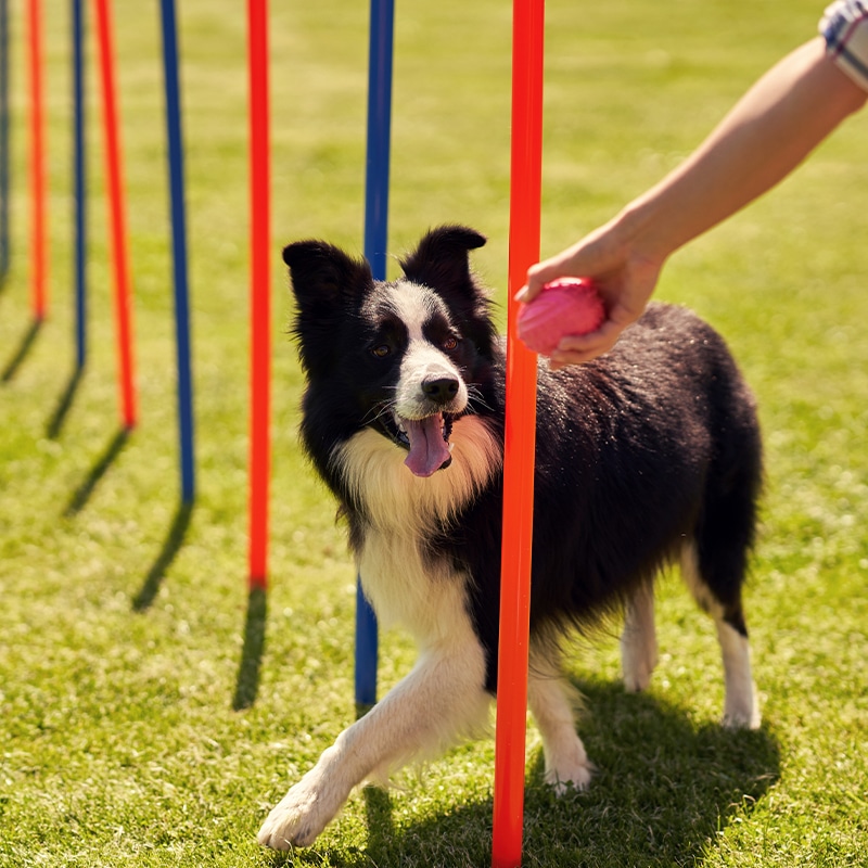 Therapeutic Home Exercises | North Macomb Canine Rehabilitation and ...