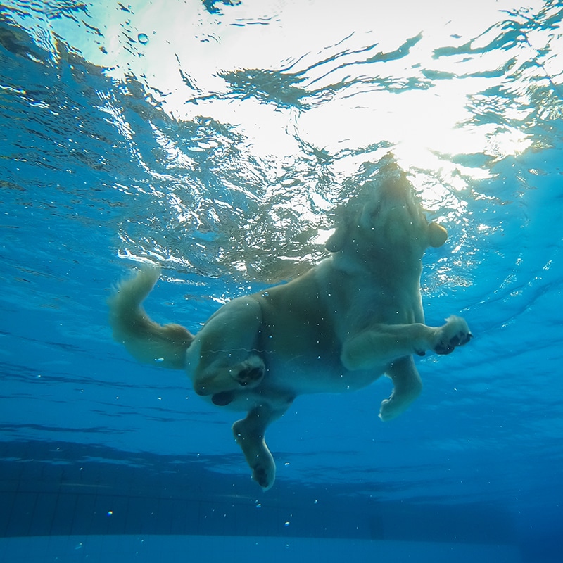 Therapeutic Home Exercises | North Macomb Canine Rehabilitation and ...