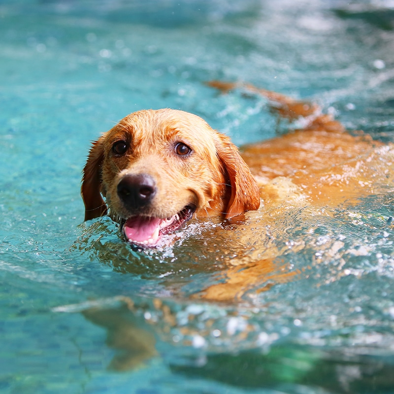 Therapeutic Home Exercises | North Macomb Canine Rehabilitation and ...