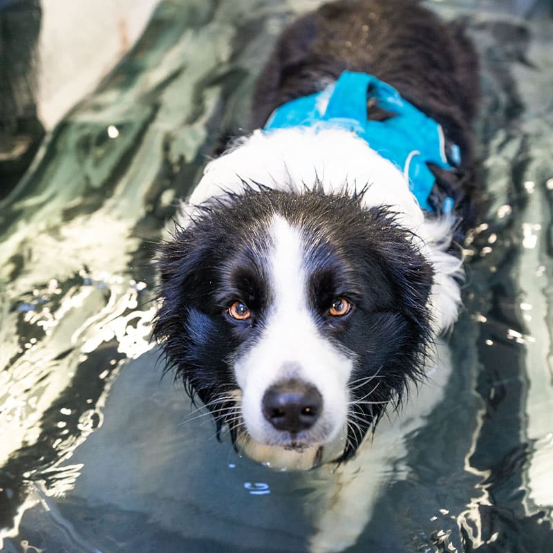 Canine Hydrotherapy | North Macomb Canine Rehabilitation and Conditioning