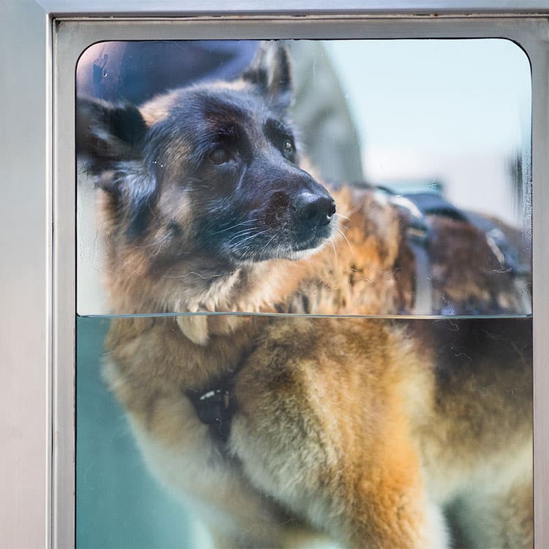 Canine Hydrotherapy | North Macomb Canine Rehabilitation and Conditioning