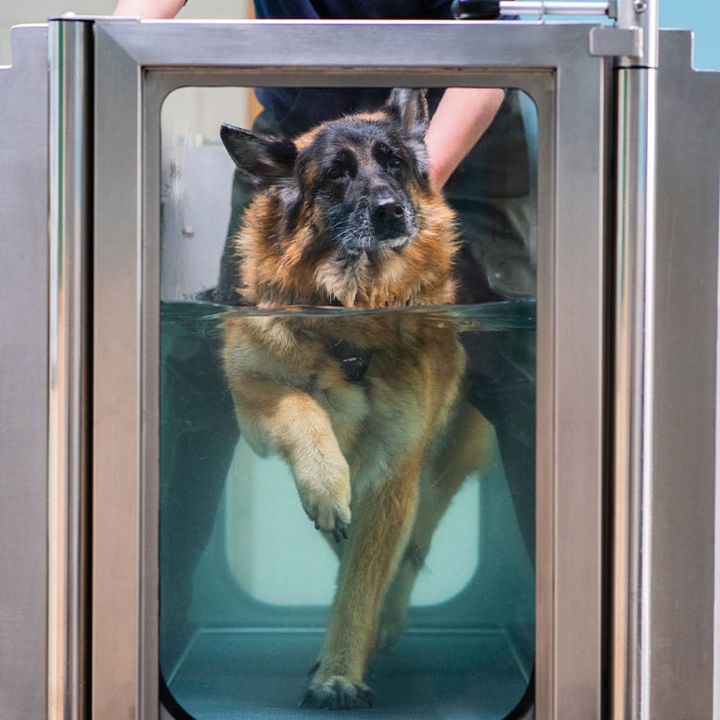 Canine Hydrotherapy | North Macomb Canine Rehabilitation and Conditioning