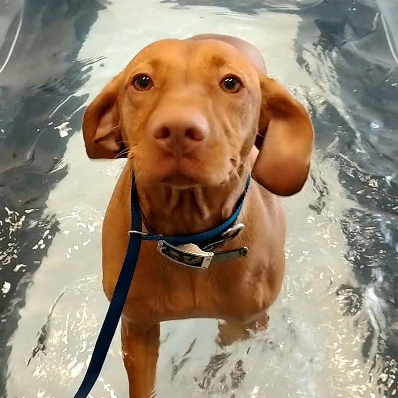 Canine Hydrotherapy | North Macomb Canine Rehabilitation and Conditioning